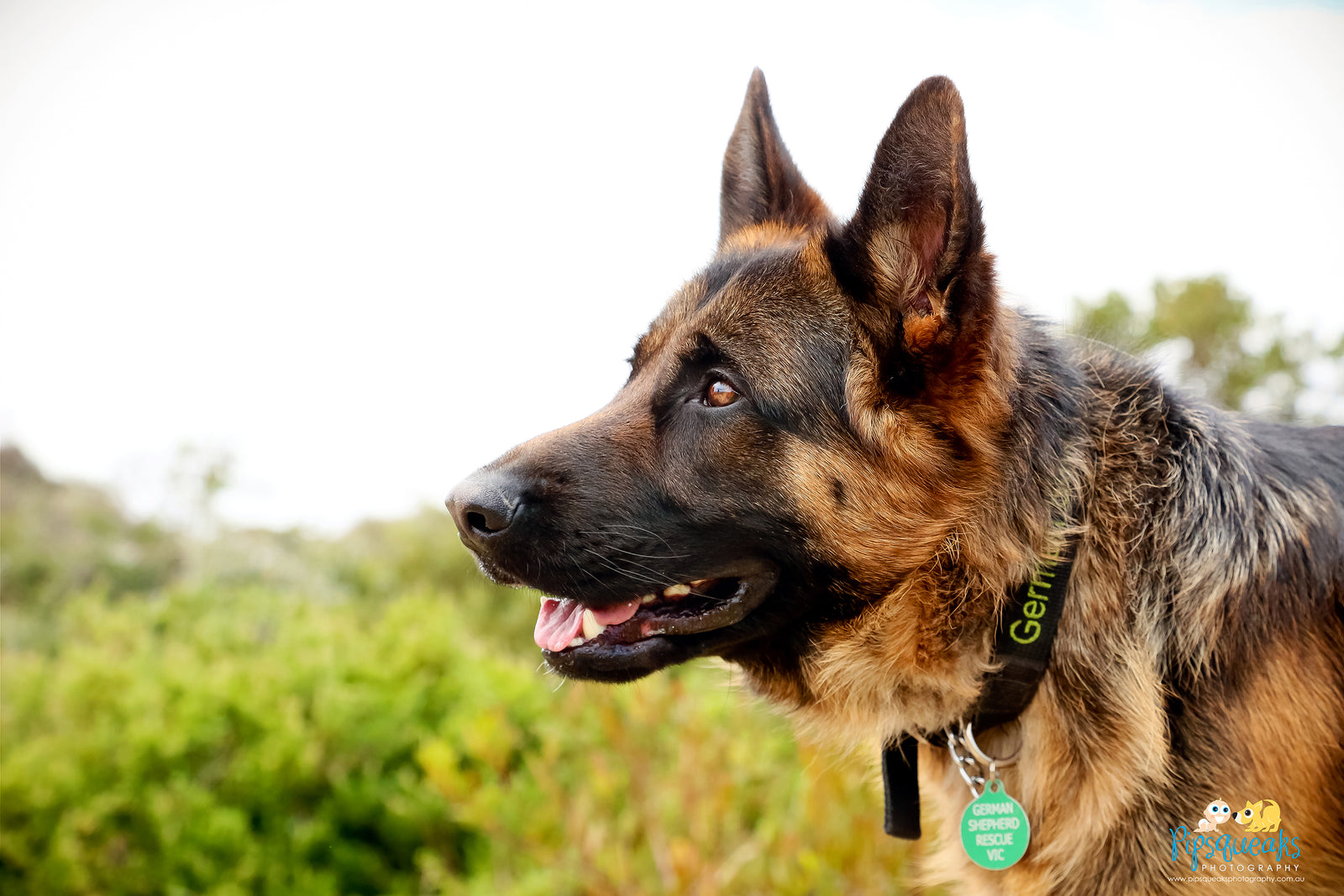 German Shepherd Rescue Victoria