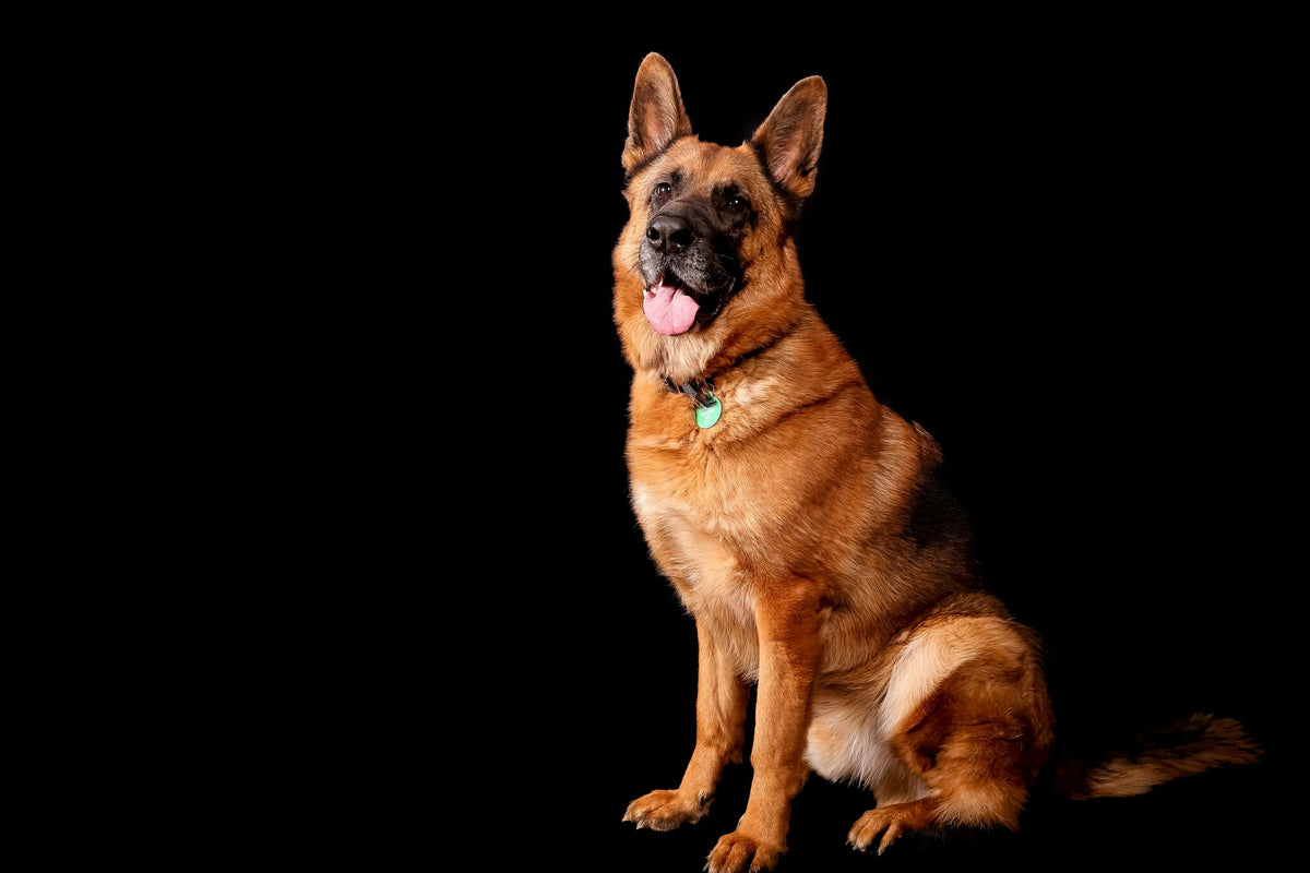 German Shepherd Rescue Victoria