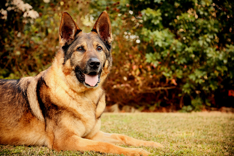 Adopt - German Shepherd Rescue Victoria
