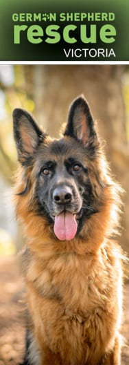 GSRV Notebook - Izzy - German Shepherd Rescue Victoria