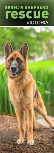 GSRV Notebook - Vada - German Shepherd Rescue Victoria