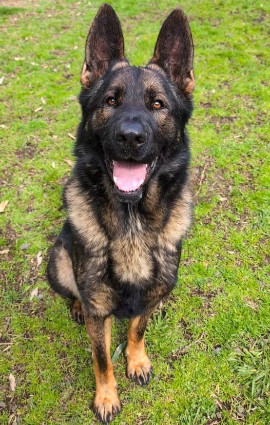 German Shepherd Rescue Victoria